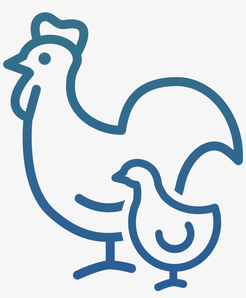Broiler Breeder - Poultry - Free Transparent PNG Download - PNGkey