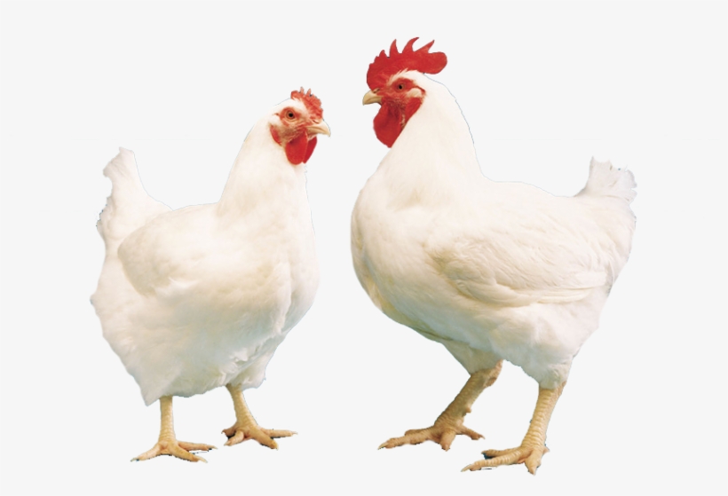 Broiler Chicken Png