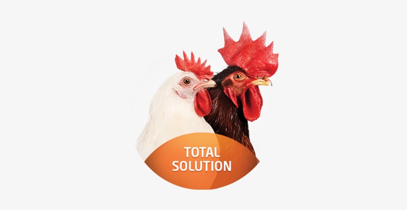 Poultry Feed - Japfa Comfeed - Free Transparent PNG Download - PNGkey