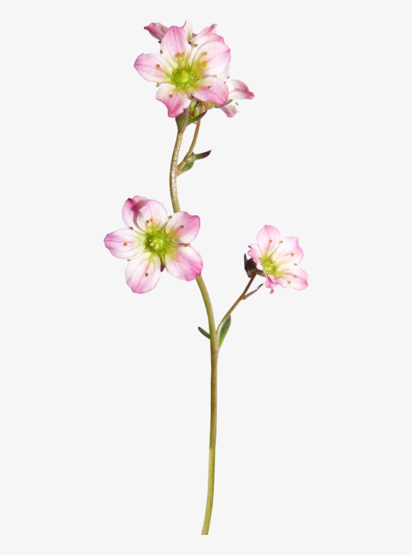 Photo Quality - Long Flowers Calligraphy Png - Free Transparent PNG ...