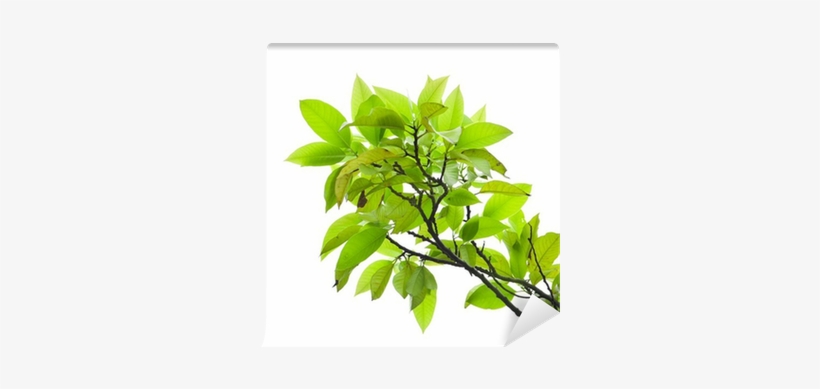 Twig - Free Transparent PNG Download - PNGkey