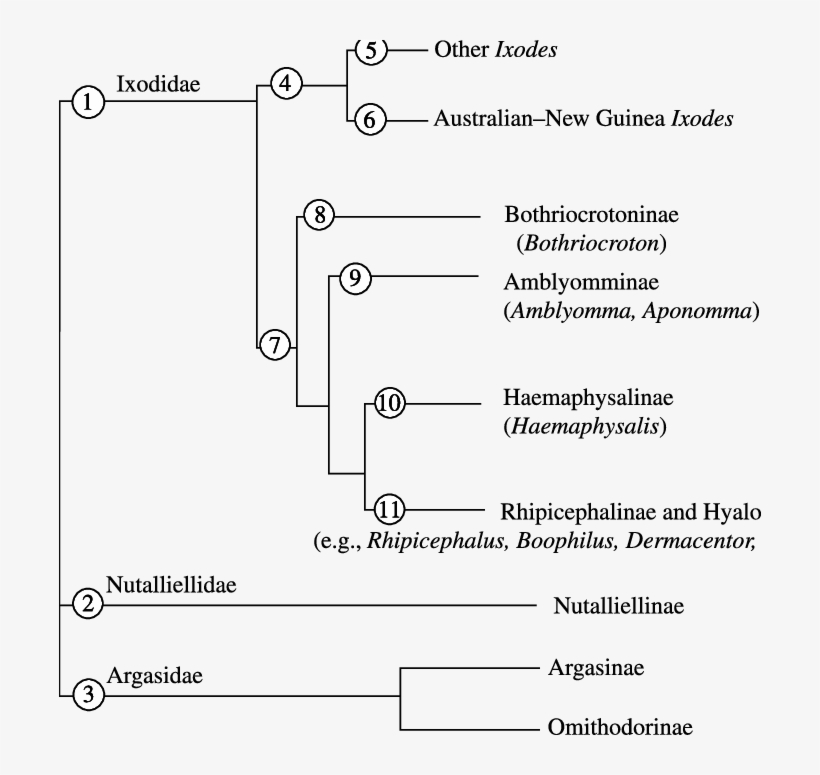 Working Hypothesis For The Phylogenetic Relationships - Diagram - Free ...
