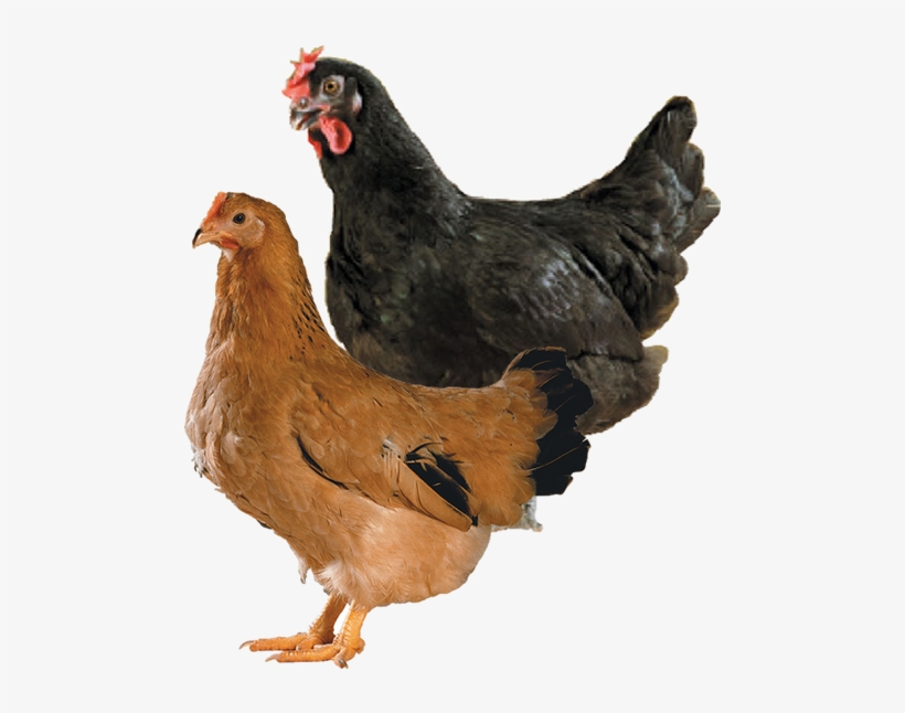Breeder Hen Sa51 - Aviculture - Free Transparent PNG Download - PNGkey