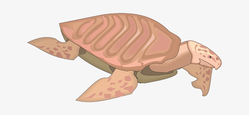 Turtle, Art, Shell, Ancient - Archelon Png - Free Transparent PNG ...