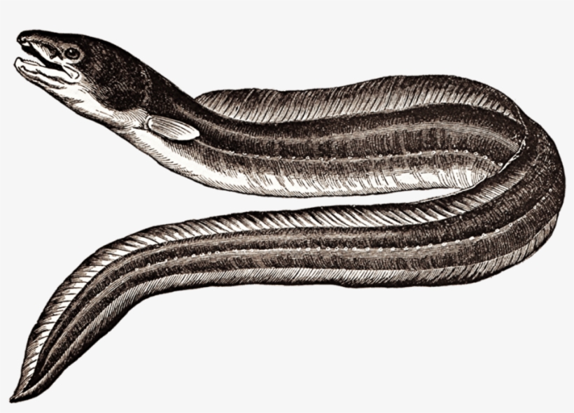Eel - Free Transparent PNG Download - PNGkey