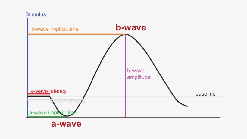 The A Wave Of The Electroretinogram Reflects The Activity ...