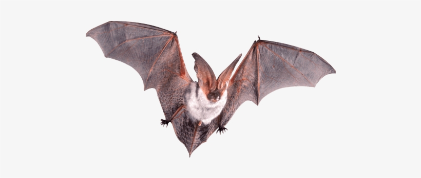 Bat Flying Open Wings - Ratbat Jamaica - Free Transparent PNG Download ...