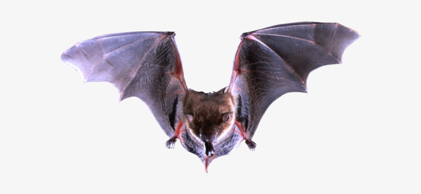 Bat Png Image Without Background - Big Brown Bat - Free Transparent PNG ...