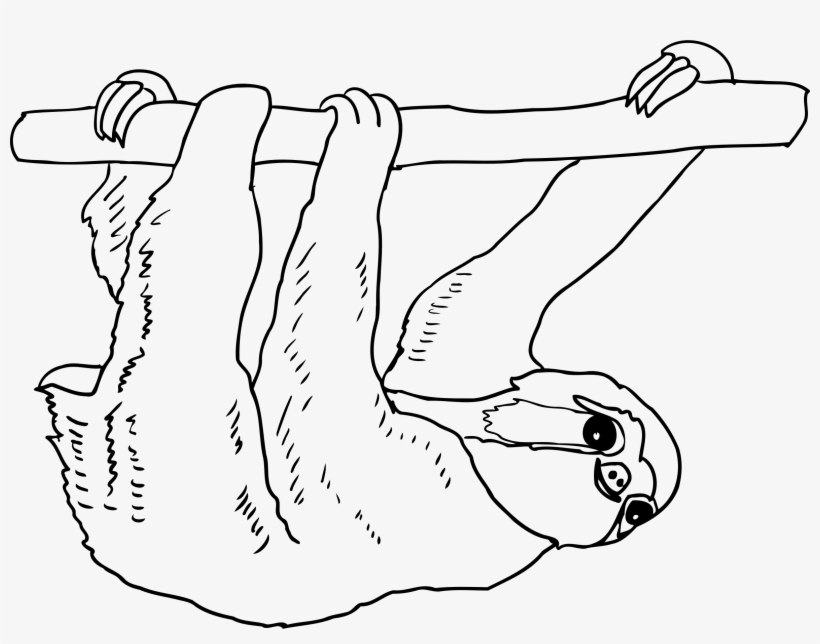 Big Image - Sloth Outline - Free Transparent PNG Download - PNGkey