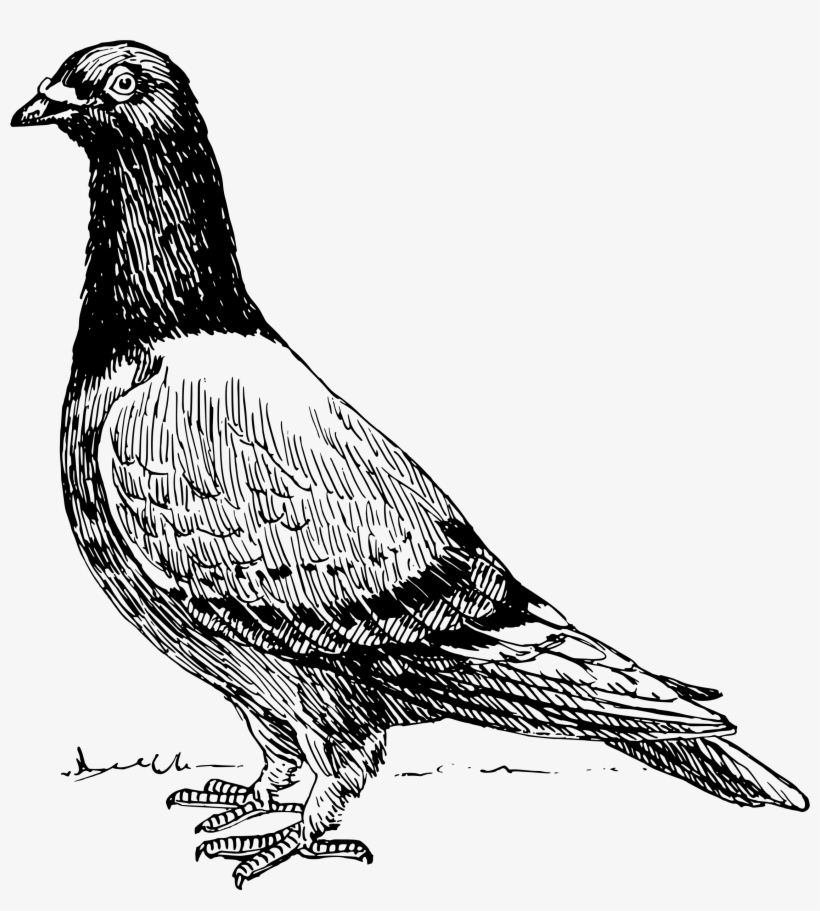 This Free Icons Png Design Of Pigeon 2 - Free Transparent PNG Download ...