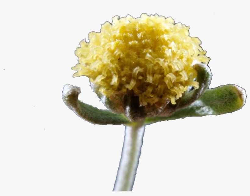 Jpeg - Free Transparent PNG Download - PNGkey