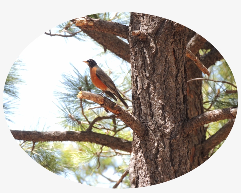 Extra Shots - Common Crossbill - Free Transparent PNG Download - PNGkey