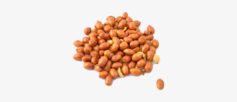 Groundnut Kernels - Peanut - Free Transparent PNG Download - PNGkey