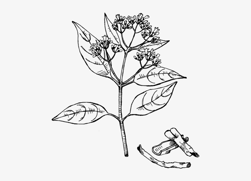 Quinine - Line Art - Free Transparent PNG Download - PNGkey