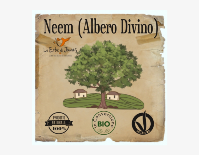 Le Erbe Di Janas - Neem (albero Divino) - Free Transparent PNG Download ...