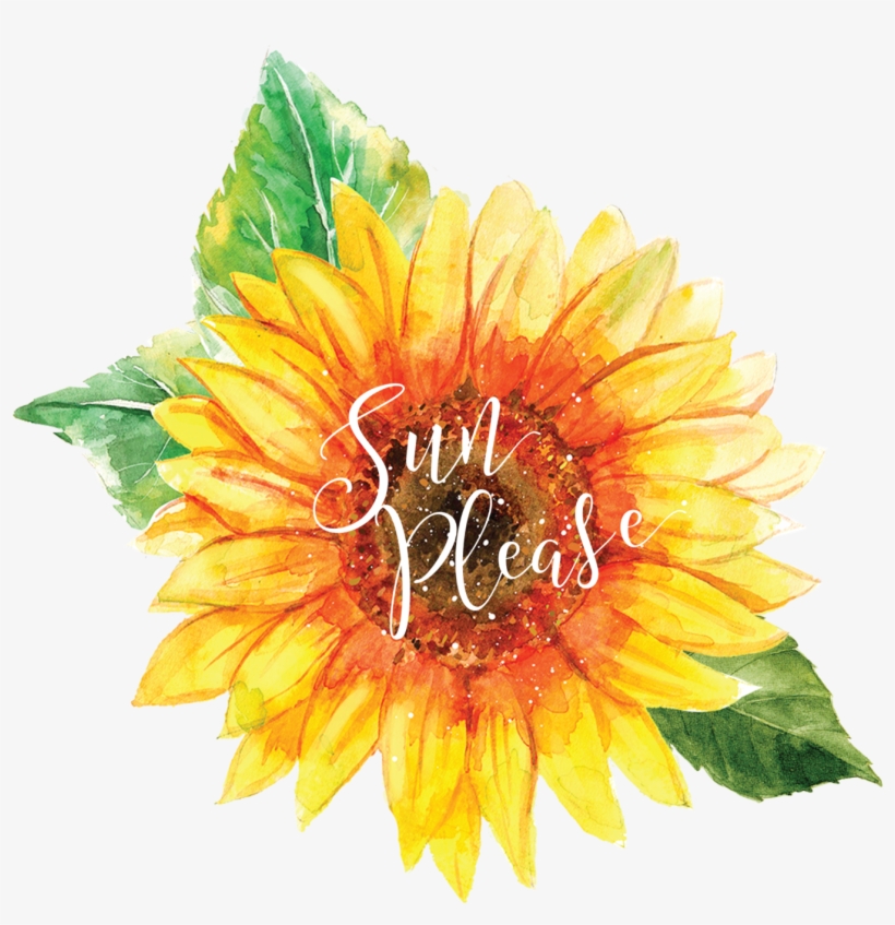 Sun Please - Sunflower - Free Transparent PNG Download - PNGkey