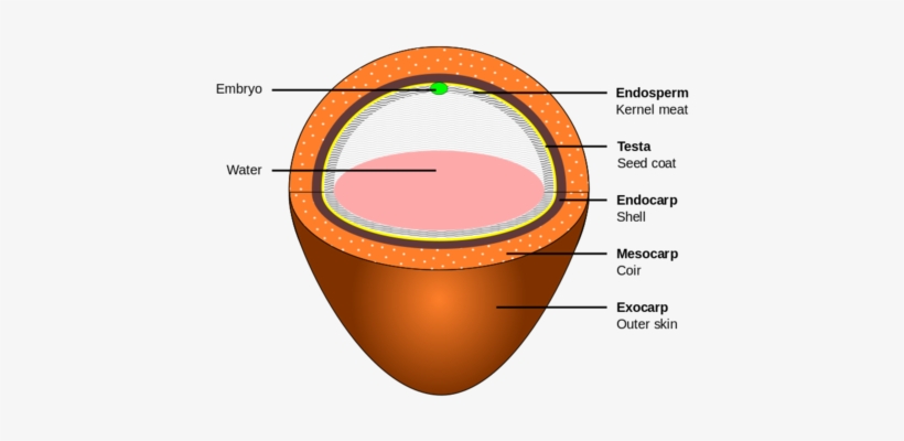 Layers Of A Matured Coconut - Seed Coat Of Coconut - Free Transparent ...