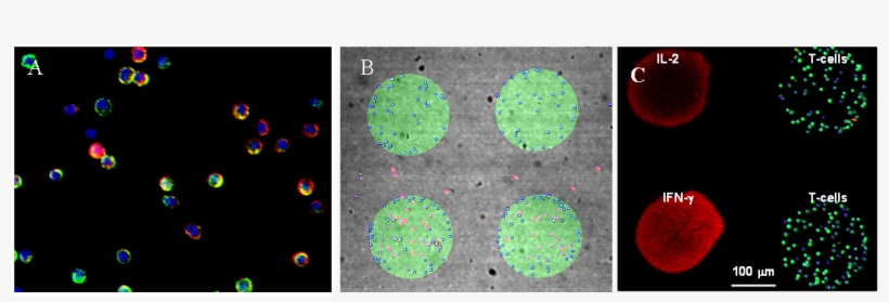 T Lymphocytes From Human Blood Isolated On Antibody - Circle - Free ...