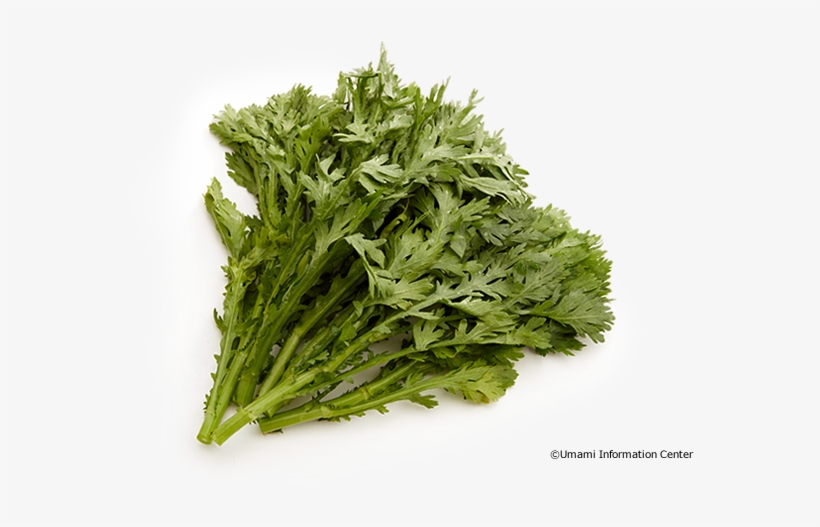 Shungiku - Chicory - Free Transparent PNG Download - PNGkey