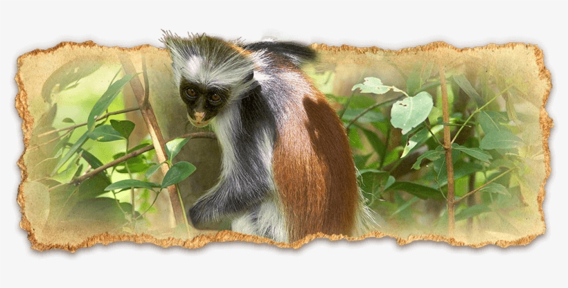 Share Your Aa Africa Safari Experience On Our Safarireviews - Guenon ...