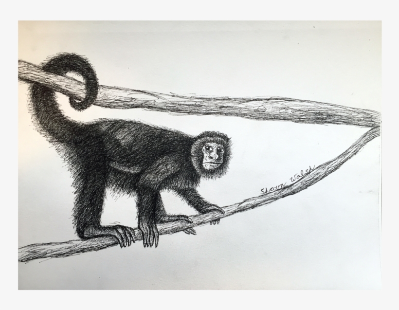 Monkey - Portable Network Graphics - Free Transparent PNG Download - PNGkey