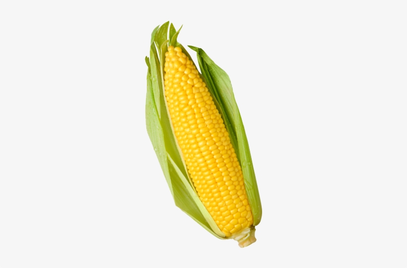 Single Corn - Corn Illustration - Free Transparent PNG Download - PNGkey