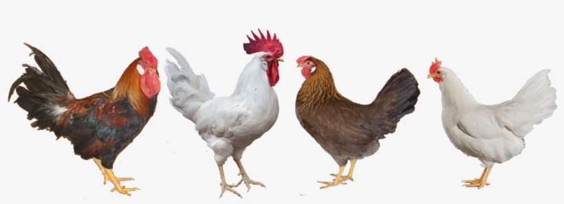 Hatchery Blog - Chicken - Free Transparent PNG Download - PNGkey