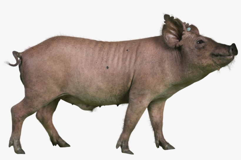 Characteristics - Yucatan Miniature Pig - Free Transparent PNG Download ...