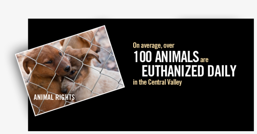 Relief Animal - Hugsformonsters Ie6 - Free Transparent PNG Download ...