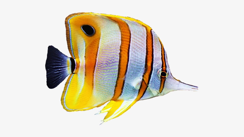 Copperband Butterfly Fish - Copperband Butterfly Fish Png - Free ...