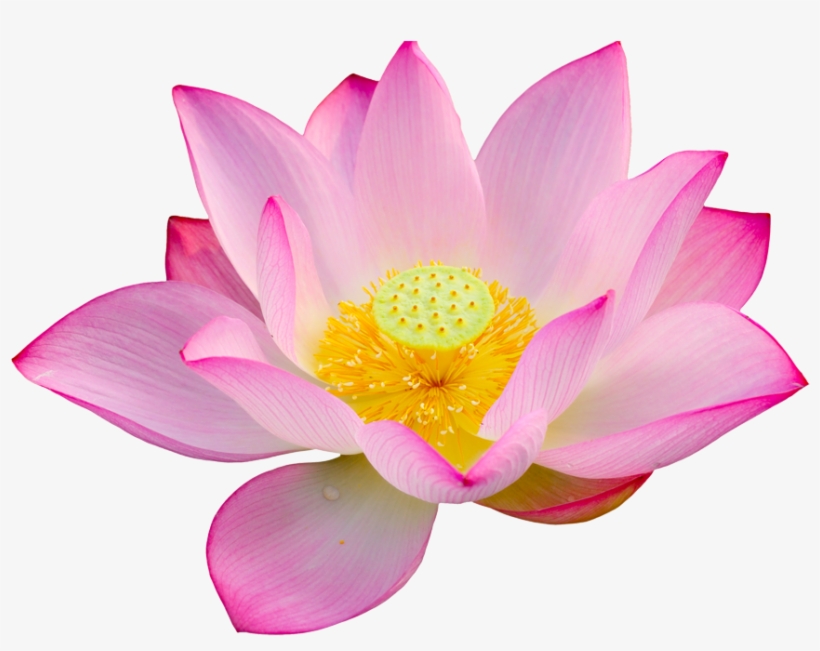 Lotus Png Big Size - Lotus Png - Free Transparent PNG Download - PNGkey