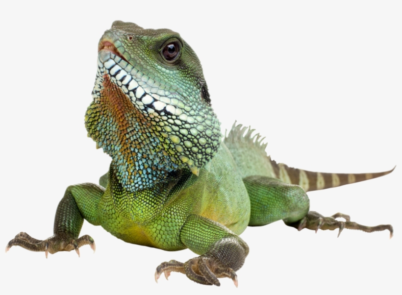 Download Png Image Report - 100 Facts: Reptiles & Amphibians - Free ...