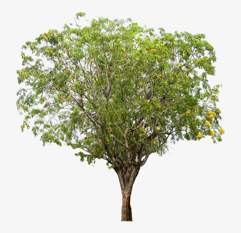 Pterocarpus Indicus - Narra Tree - Free Transparent PNG Download - PNGkey