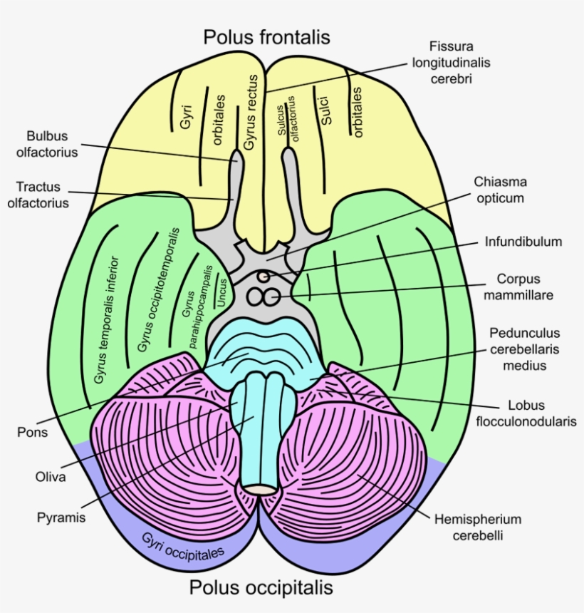 Basal View Of A Human Brain - Gehirn Basal - Free Transparent PNG ...