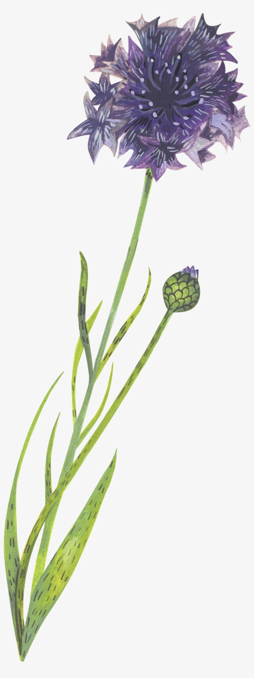 The Ink Nest Blog - Bachelor Button Flower Drawing - Free Transparent ...