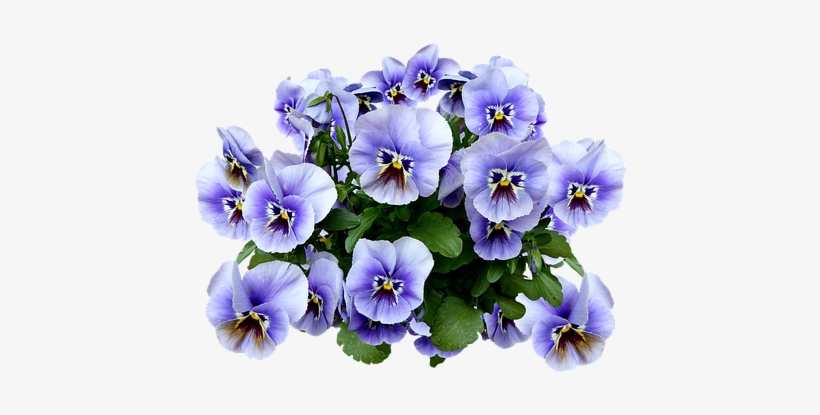 Pansies Png - Free Transparent PNG Download - PNGkey