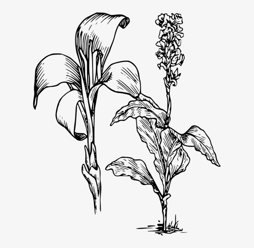 Canna - Canna Indica Flower Drawing - Free Transparent PNG Download ...