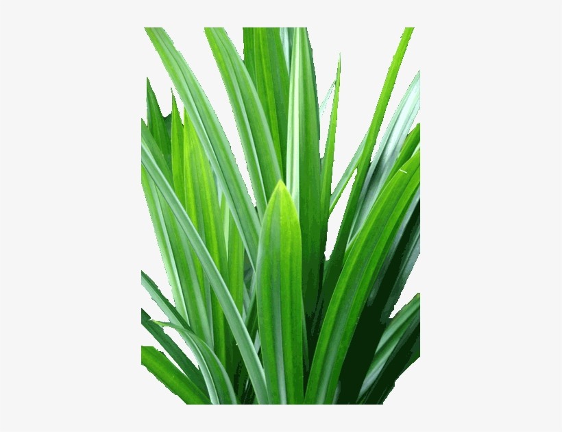 C - R - Exports - - - - - Rampe Leaf Sri Lanka - Free Transparent PNG ...