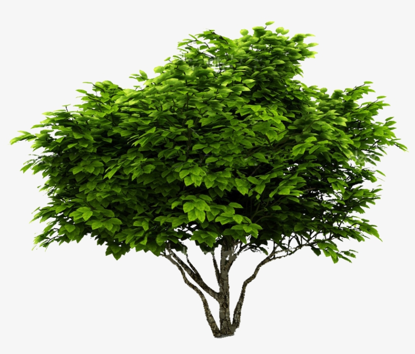 Cutout Plant Shrub K A Post Production - Acer Tree Png - Free ...
