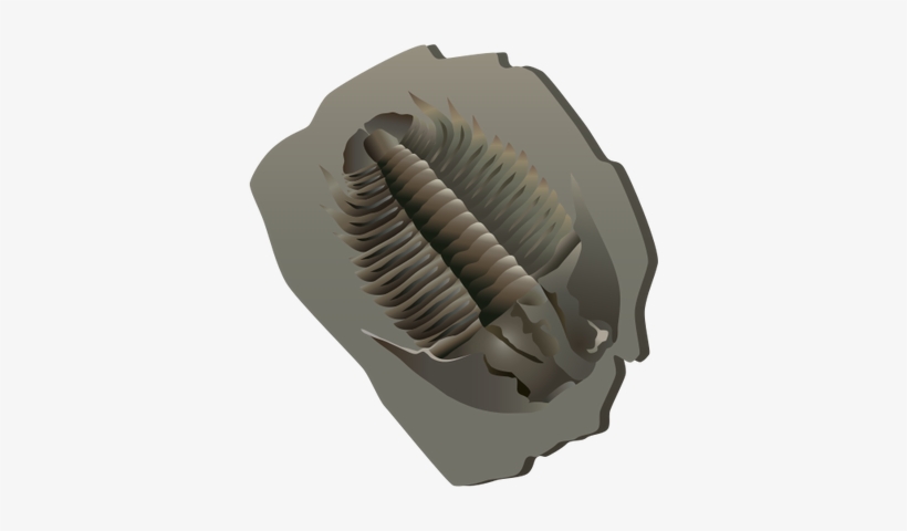 Ian Symbol Fossil Trilobite - Fossil Trilobite - Free Transparent PNG ...