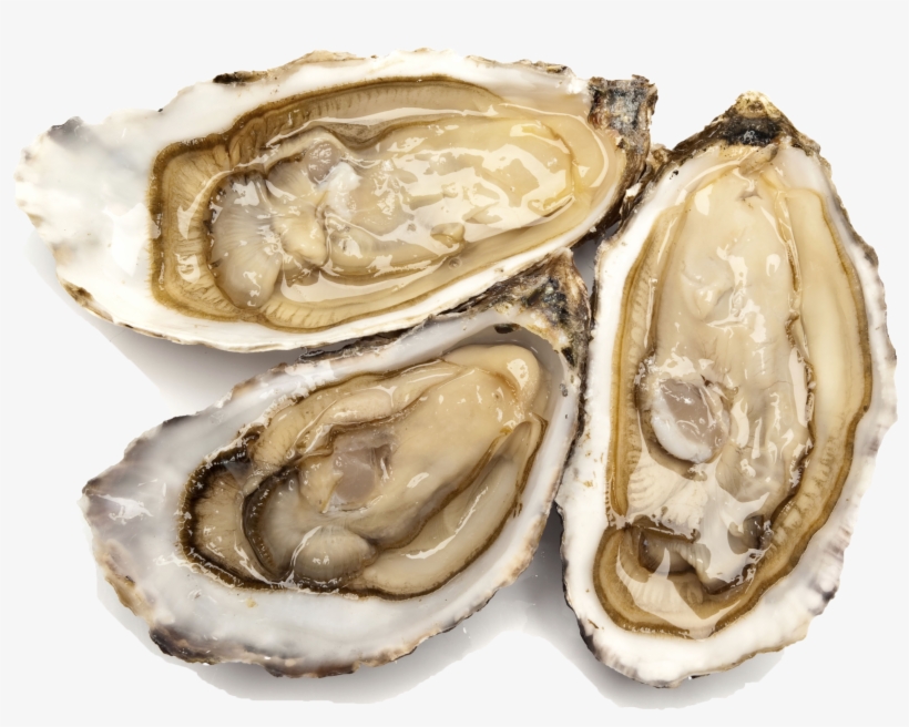 Shellfish Png - Free Transparent PNG Download - PNGkey