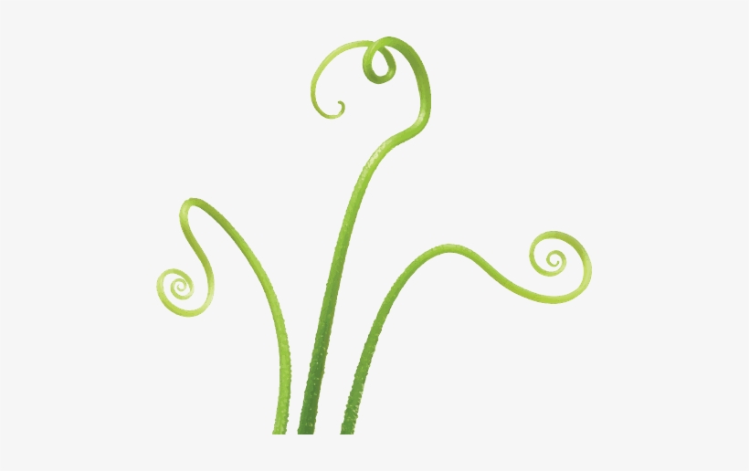 Logo - Bean Sprout Png - Free Transparent PNG Download - PNGkey