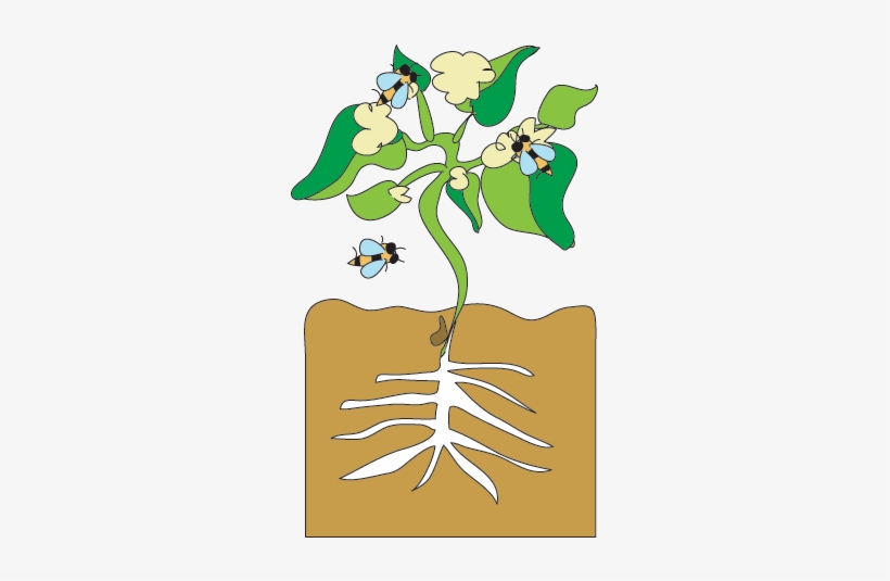 Bean Sprout Growing - Cartoon - Free Transparent PNG Download - PNGkey