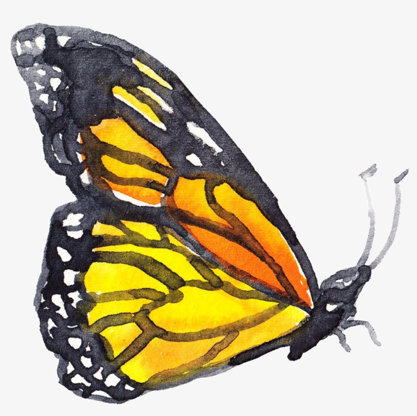 Coral Butterfly Transparent Decorative - Wall Art Print By Artdash ...