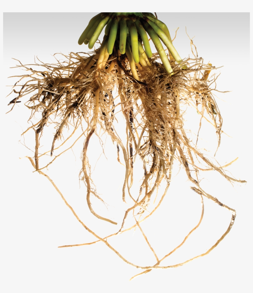 Getting To The Root Of Crop Improvements - Corn Root - Free Transparent ...