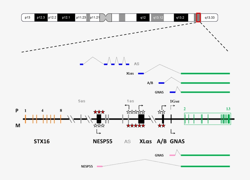 Organization And Imprinting Of The Gnas Complex Locus - Gnas Gene ...