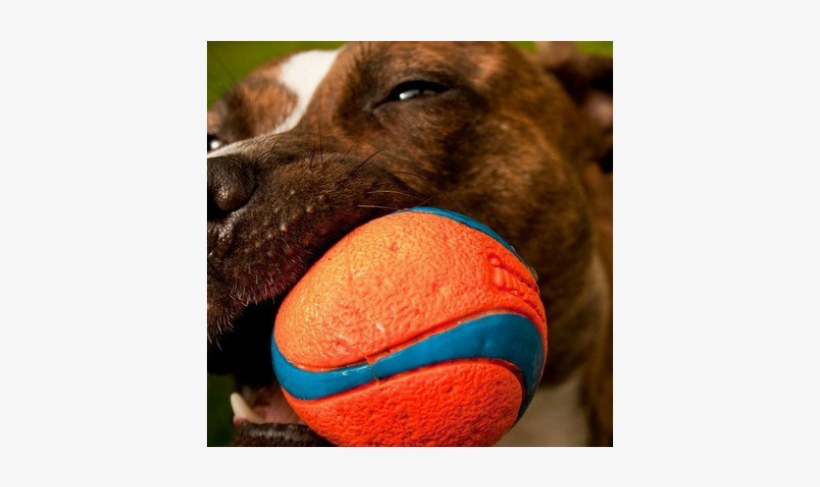 Chuckit Ultra Ball - Chuckit! Pro Max Glow Launcher - Free Transparent ...