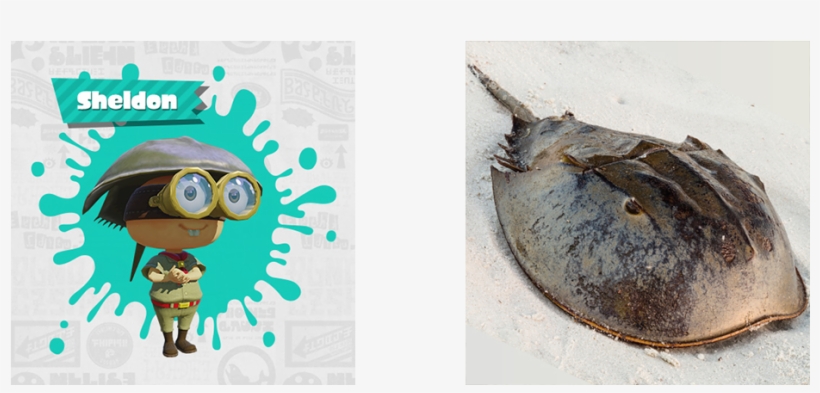 Sheldon - New Nintendo Splatoon Squid Summer Beach Ball Splat - Free ...