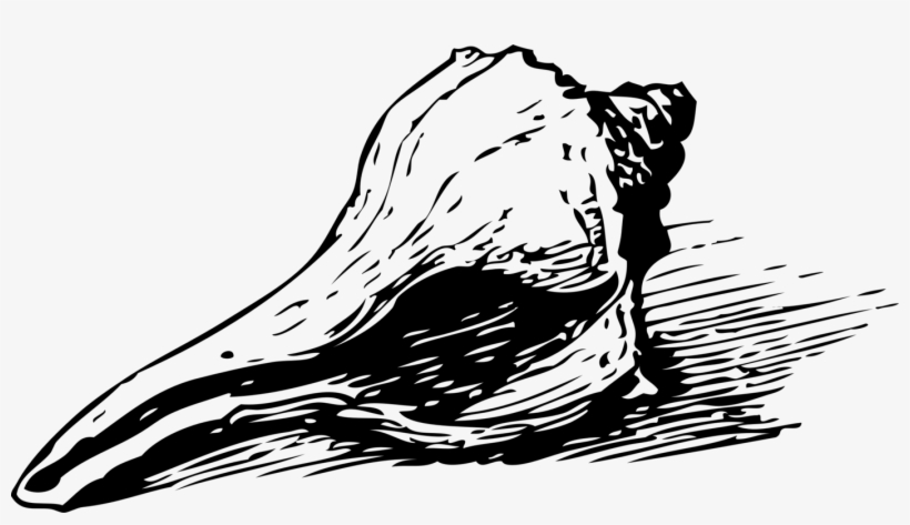 Seashell Clip Art - Black And White Images Of Seashells - Free ...