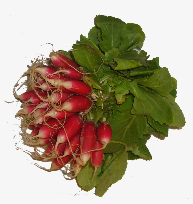Radish - Free Transparent PNG Download - PNGkey